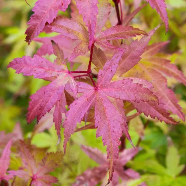 Acer palmatum Brown Sugar