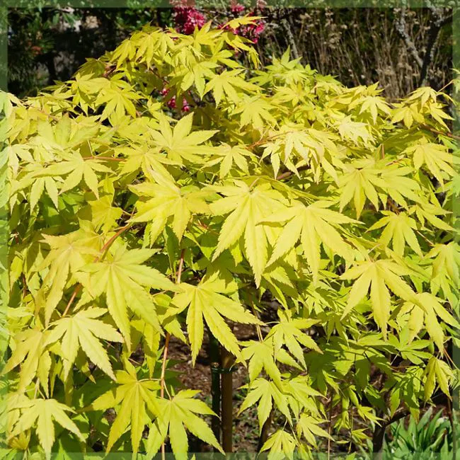 Acer palmatum Cascade Emerald