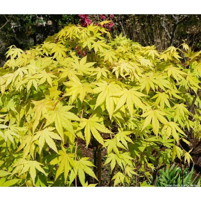 Acer palmatum Cascade Gold