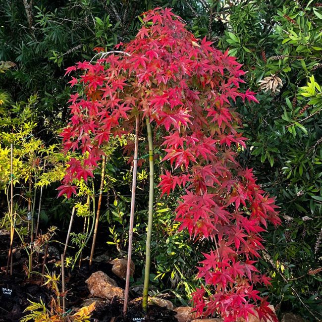 Acer palmatum Cascade Ruby