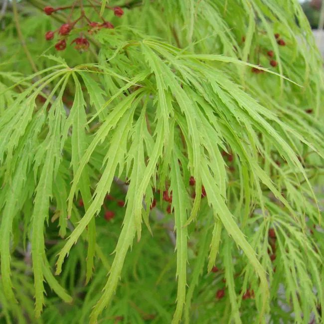 Acer palmatum Dissectum