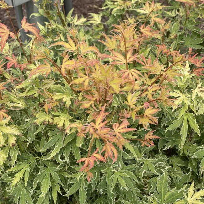 Acer palmatum Metamorphosa