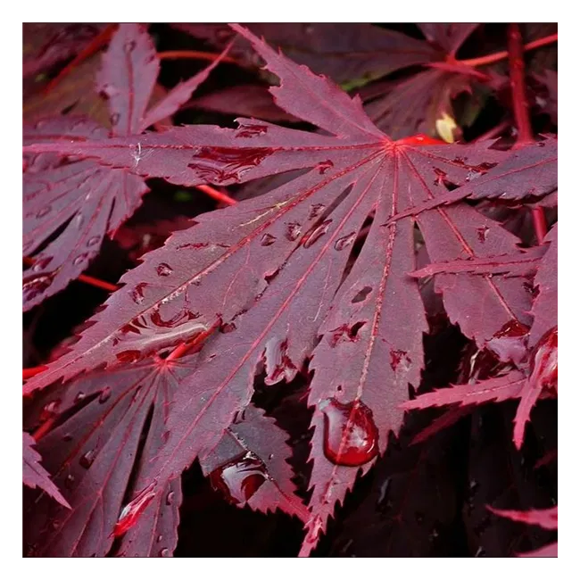 Acer palmatum Yasemin