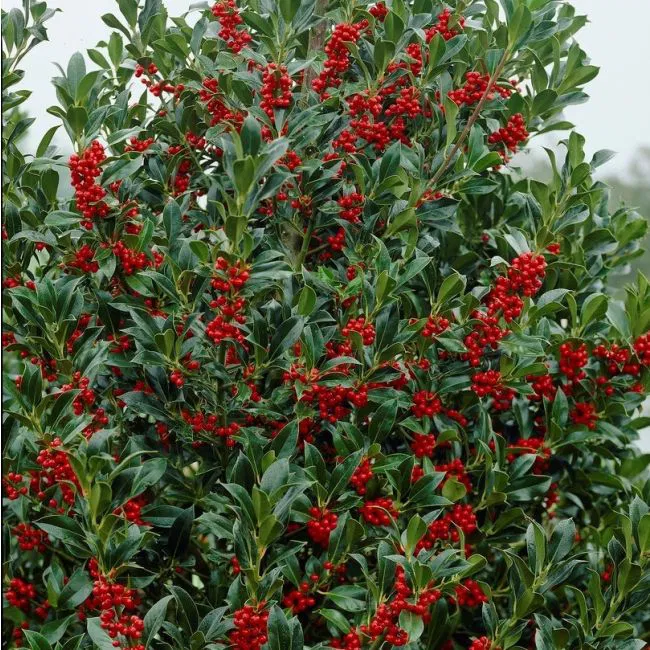 Ilex aquifolium Pyramidalis