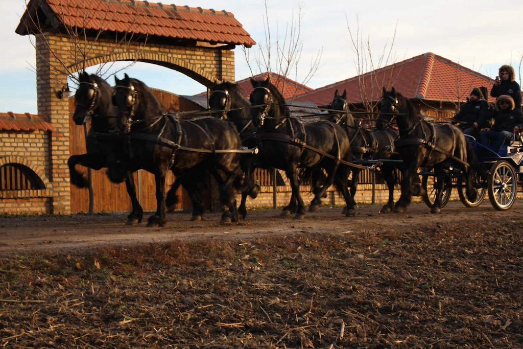 Frizijski konji na prodaju