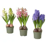 HYACINTHUS