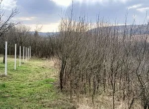 Prodaja Građevinsko zemljište - Beočin, Čerević