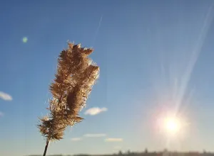 Prodaja Građevinsko zemljište - Novi Sad, Rumenka