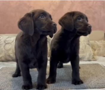 ČOKOLADNI I CRNI ŠTENCI LABRADOR RETRIEVERA