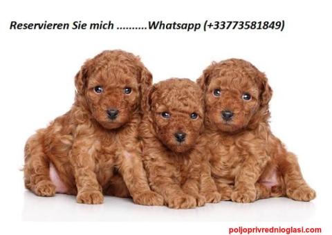 Cavapoo štěňata na prodej Rezervujte si mě ..........Whatsapp (+33773581849)