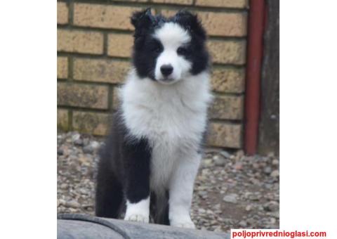 Border koli/collie štenci