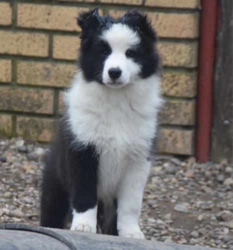 Border koli/collie štenci
Sivac