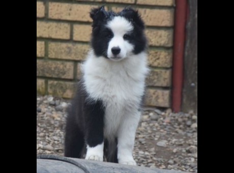 Border koli/collie štenci