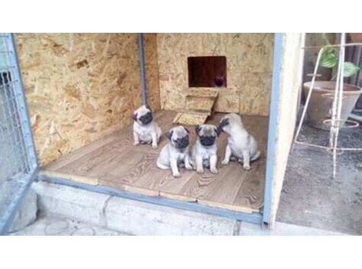 MOPS štenci