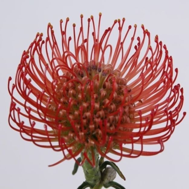 LEUCOSPERMUM SUCCESSION 50CM