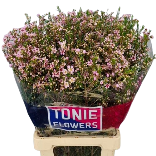 Waxflower Early Nir