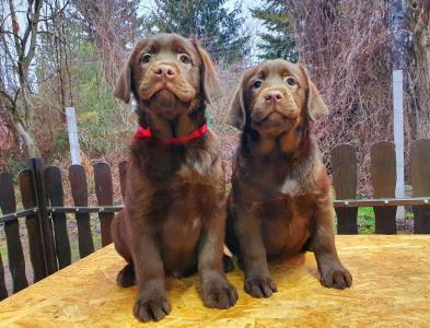 LABRADOR RETRIVER ČOKOLADNI ŠTENCI