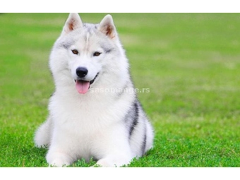 Samojed i SIbirski Haski