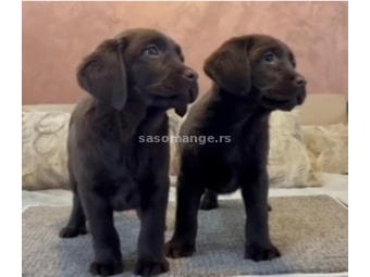 Čokoladni i crni štenci Labrador Retrievera