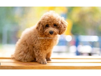 Maltipoo i Toy pudle