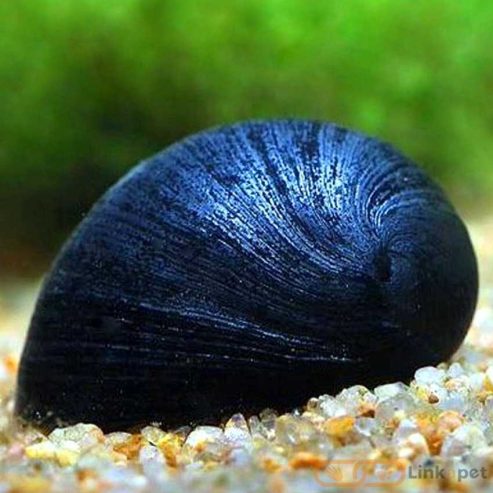 Neritina natalensis sp. Black Helmet