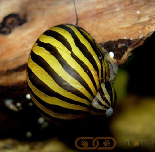 Neritina Natalensis Sp. Zebra (Zebrasta nerita)