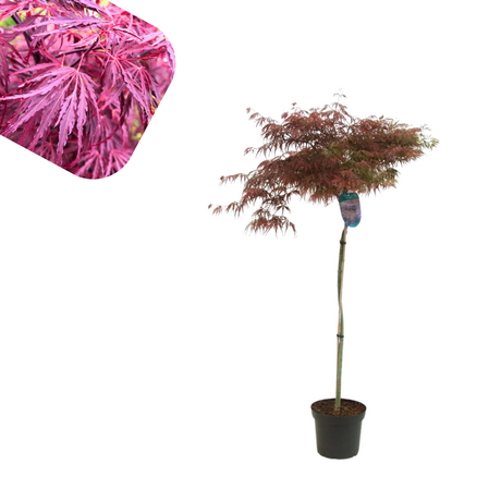 Acer palmatum dissectum - Garnet