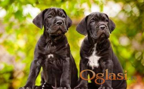 Rotvajler i Cane Corso