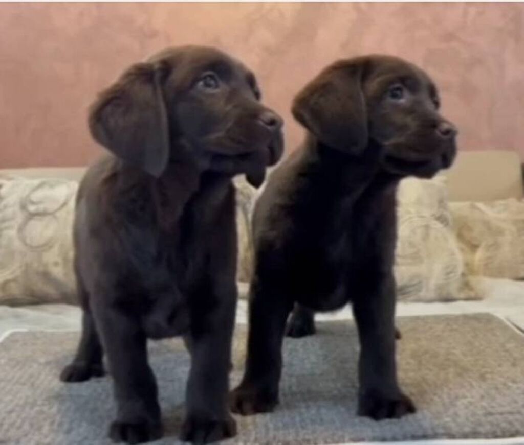 Čokoladni i crni štenci Labrador Retrievera Čokoladni i crni štenci