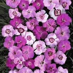 Karanfil mix - Dianthus Plumarius (100 semenki)