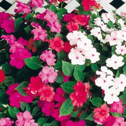 Lepi Jova (Impatiens mix ) 0,07 gr (oko 120 sem)