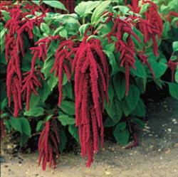 Amaranthus Caudatus (1250 semenki)