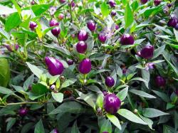 Chilli Filius Blue (25 semenki)