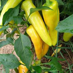 Chilli Hungarian Yellow Wax Hot (50 semenki)