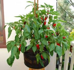 Chilli Balkonski Jalapeno (15 semenki)