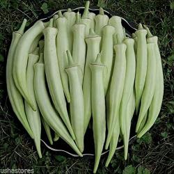 Bamija - okra silver (15 semenki)