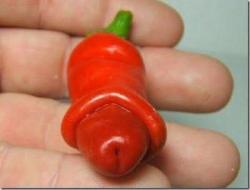 Penis Chilli crvena (25 semenki)