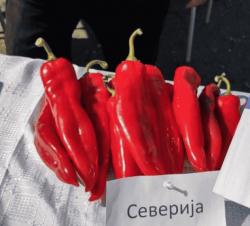 Paprika " Severija "