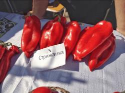 Paprika " Strižanka "