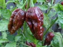 Chilli Bhut Jolokia Brown (10 semenki)