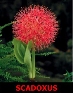 Scadoxus - Vatrena kugla