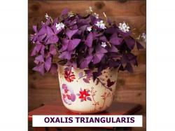 Oxalis trangularis - Ukrasna detelina sa ljubicastim listovima