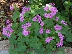 Oxalis latifolia - Irska ukrasna detelina