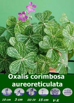 Oxalis aureo - reticulata