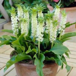 Eucomis - Bastenski ananas