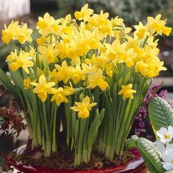 Mini narcis Tete a tete