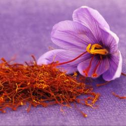 Crocus sativus - Safran zacin