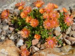 Delosperma Badenia Salmon