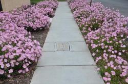 Oenothera speciosa Rosea - roze noćurak