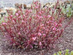 Gaura Passionate Rainbow - sarenolisna gaura